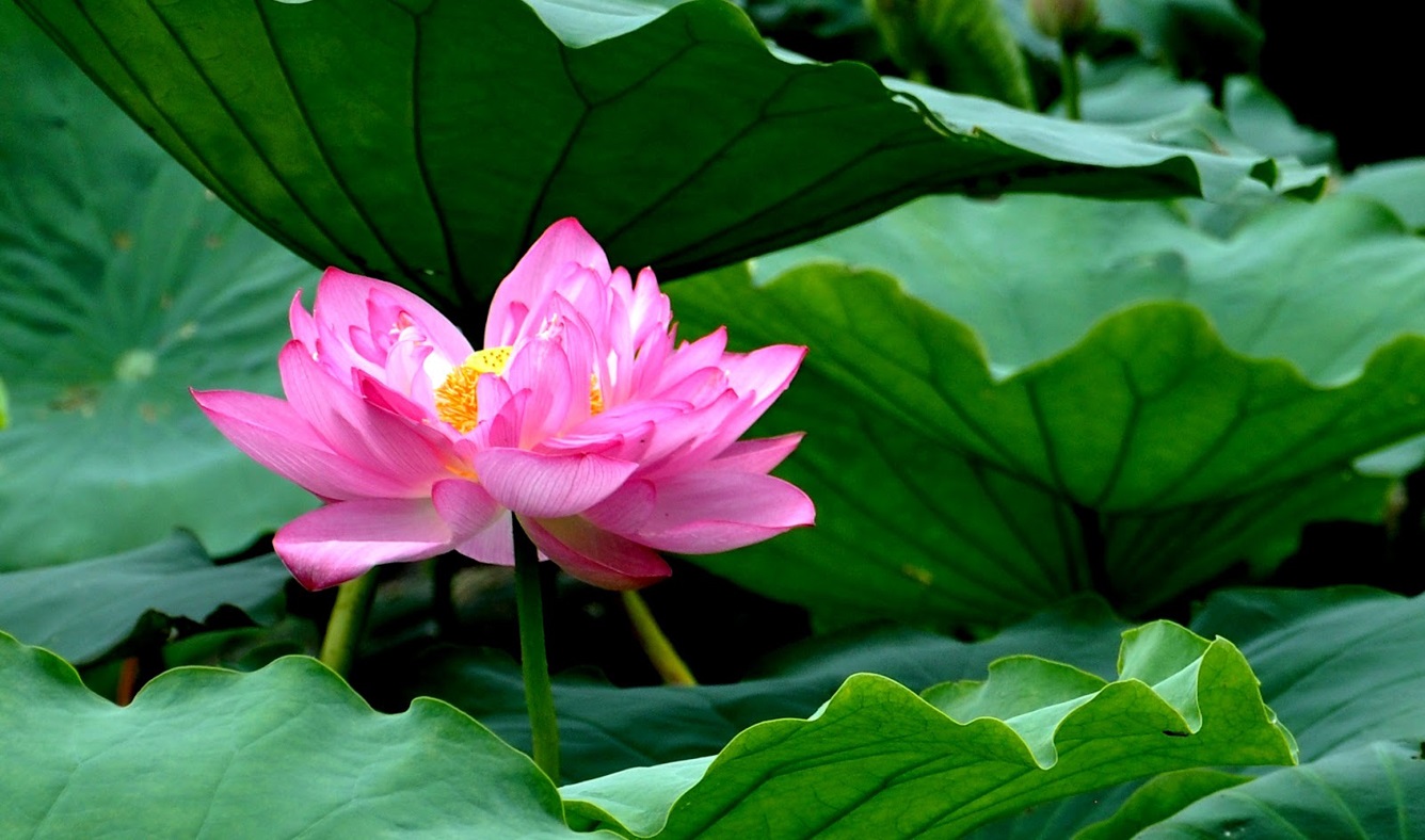 Lotus In Local People s Live And West Lake s Lotus Hanoi Online